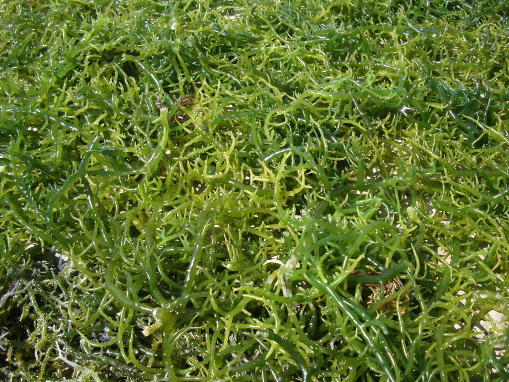 Product – Premium Indonesian Carrageenan Producer